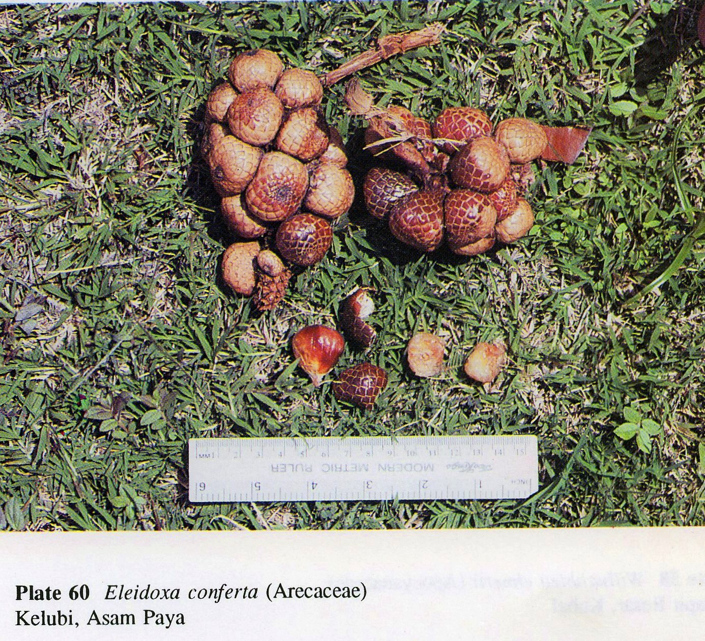 Eleidoxa conferta Borneo – HORNBILL DISPERSED FRUIT OF BORNEO